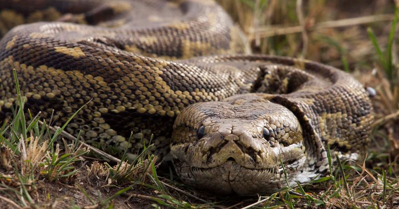 Man spots three-meter-long python slithering up the wall of his house ...