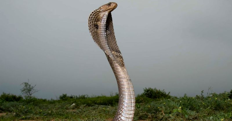 A Serpent in Eden: Son of pastor killed by snake during sermon is also ...