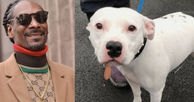 Snoop Dogg wants to adopt Snoop, the dog who was abandoned by owner ...