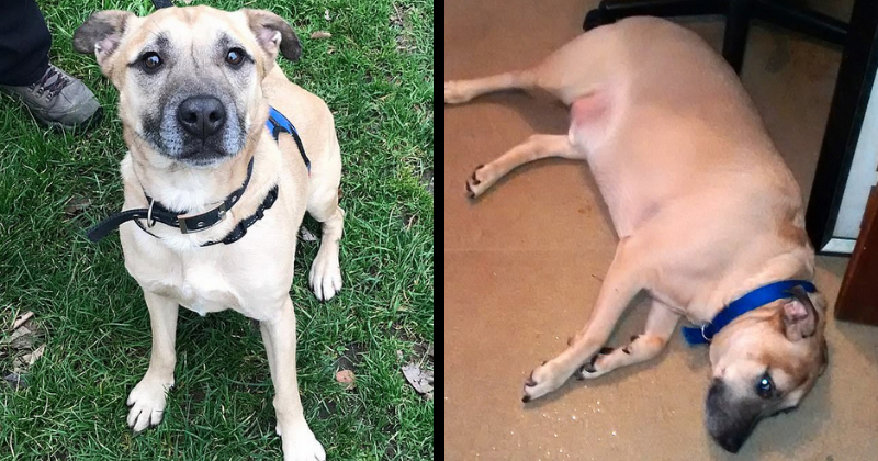 What Happens When You Overfeed A Dog