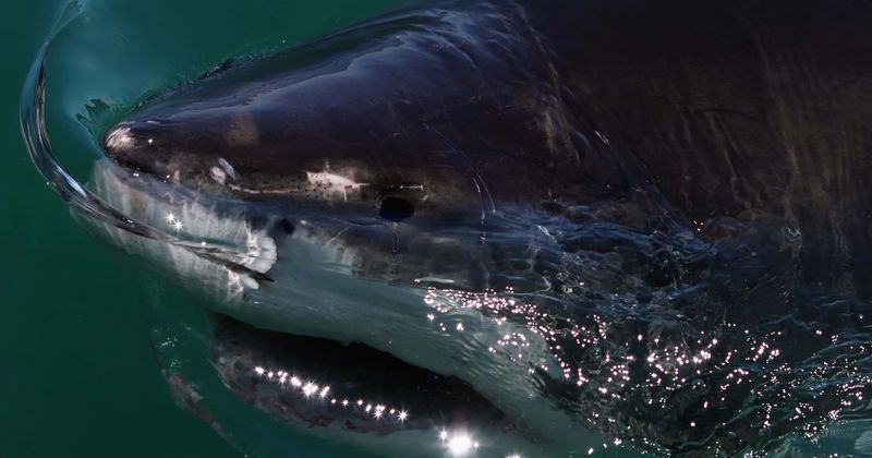 Shark bites off tourist's foot before returning to rip off another man ...