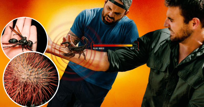 'Kings of Pain': Adam Thorn and Rob Alleva's arms are bruised and ...