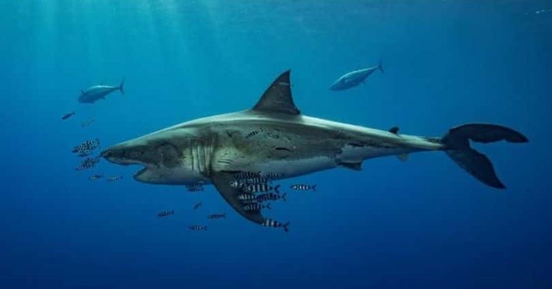 'Most Wanted Sharks': Meet Lucy, a great white shark who thrives ...