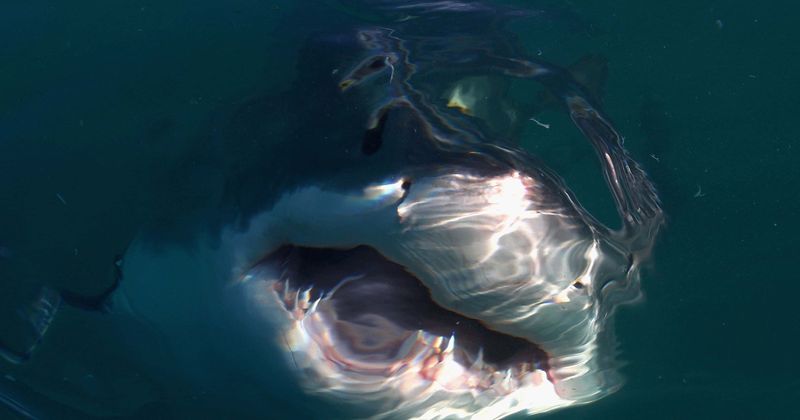 'Shark Week' 2020: Release date, line-up, cast and all you need to know ...