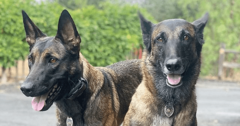 ‘SEAL Team’ Season 4 Episode 3: Who owns Cerberus in real life? Meet ...