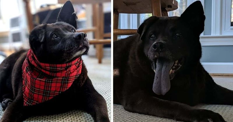 Who was 'The Amazing Linus'? Here's why fans are heartbroken over ...