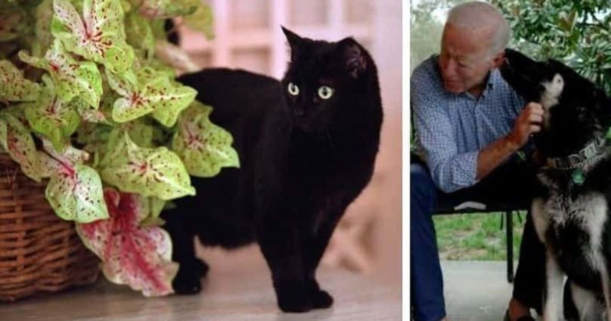 When will the Bidens bring a cat? From Bush's India to Clinton's Socks ...