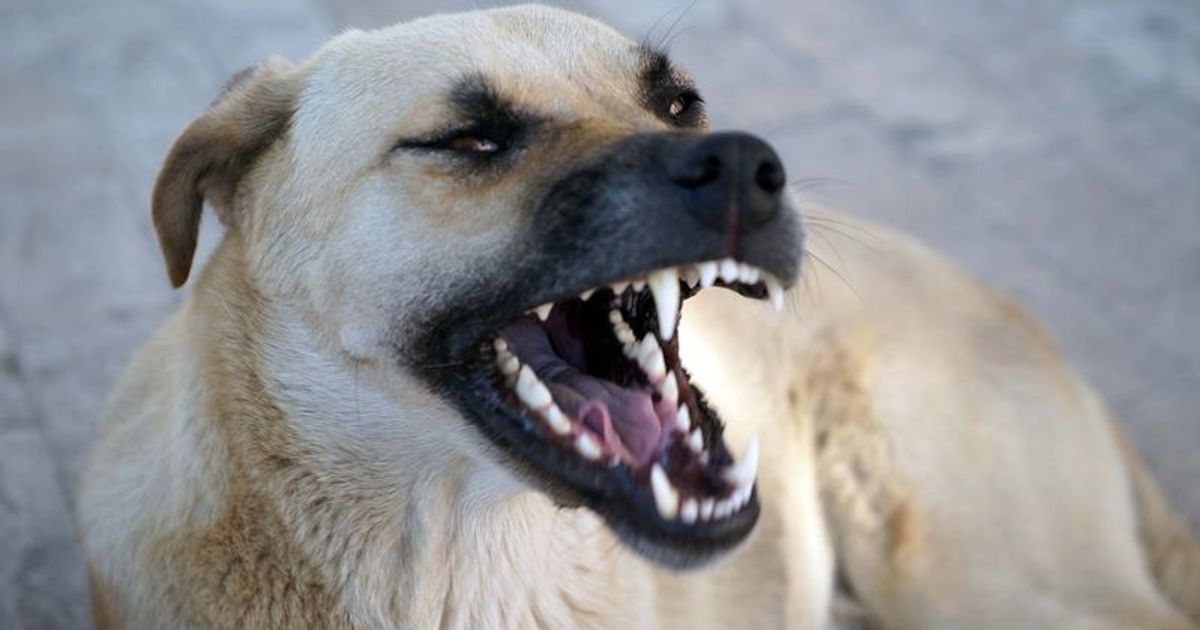 Pack of stray dogs rips off four-year-old boy's face, killing him ...