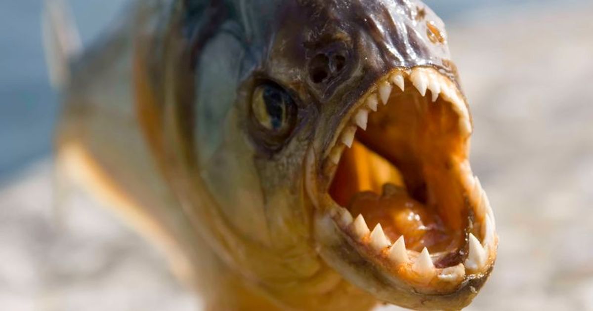 Vicious piranhas kill four swimmers, wound 20 in CHILLING series of ...