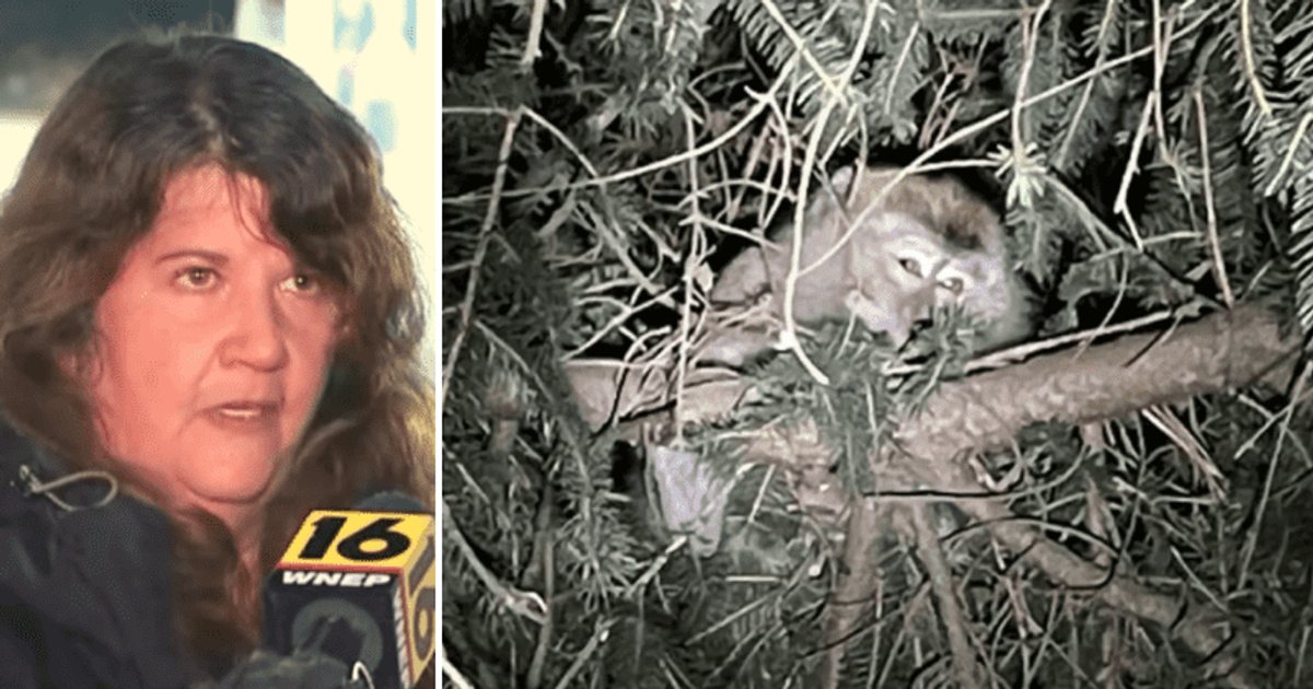 Michelle Fallon: Woman at scene of lab monkey crash in Pennsylvania ...