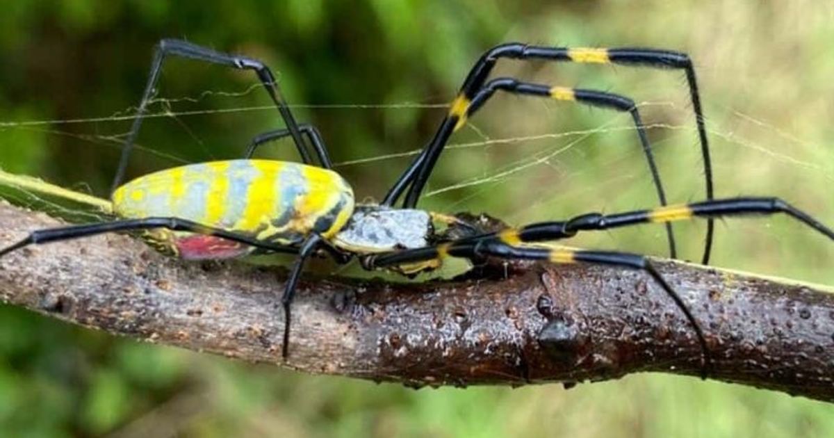 Are Joro spiders dangerous? Arachnids will colonize ENTIRE American ...