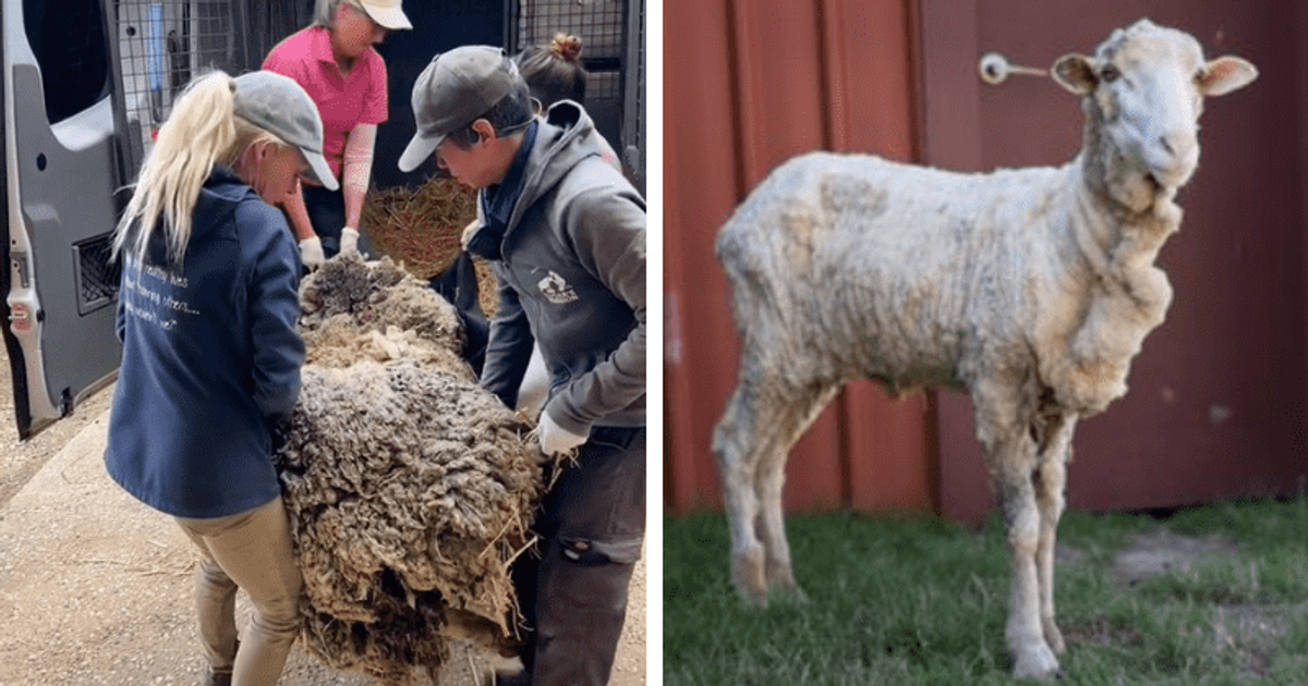 Alex: Sheep who could barely stand due to 88-POUND fleece gets life ...