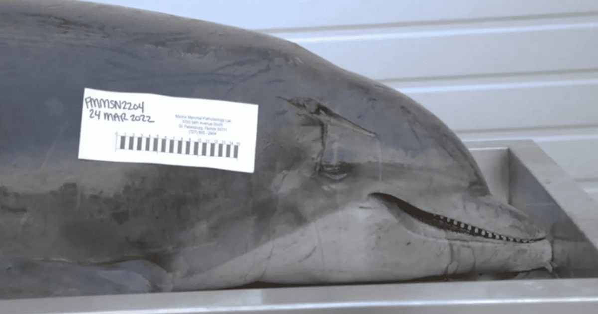 Investigation launched after bottlenose dolphin 'IMPALED WHILE BEGGING ...