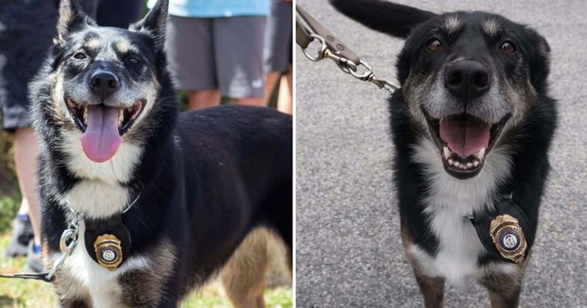 'Hero' Rhode Island K-9 who inspired Netflix's 'Rescued by Ruby ...