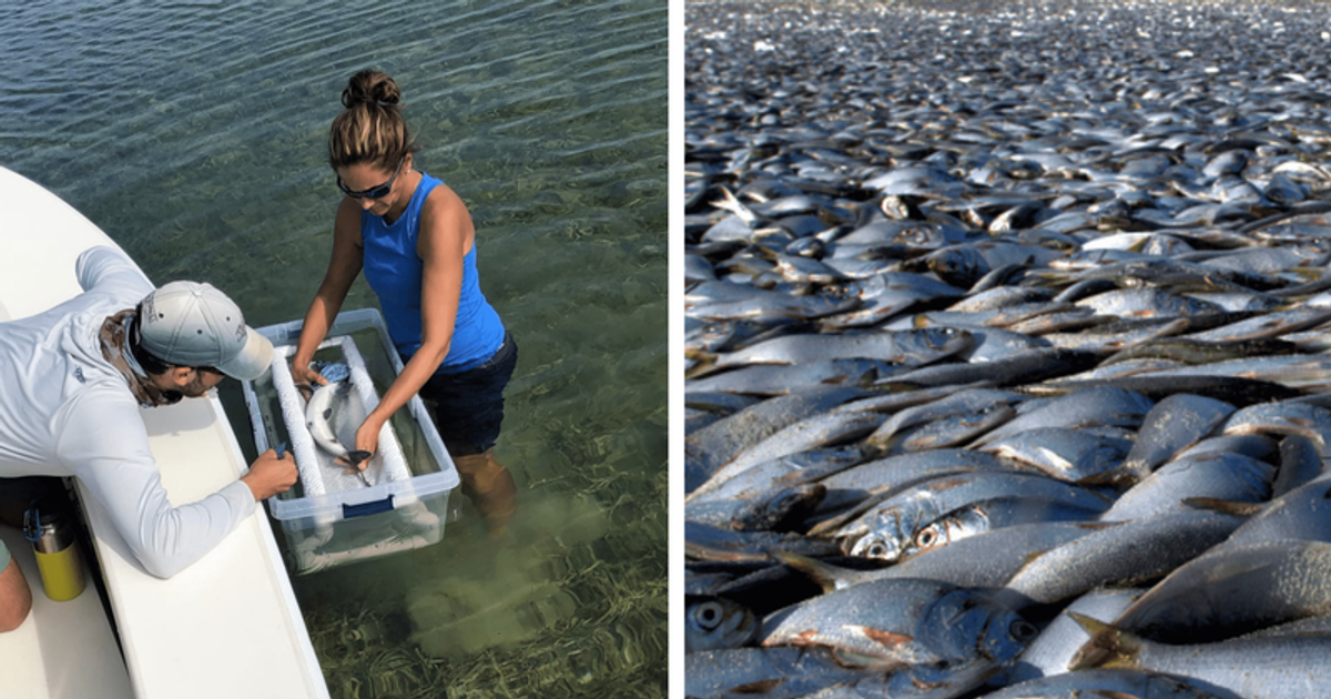 BLUE PLANET: Florida fish test positive for antidepressants and ...