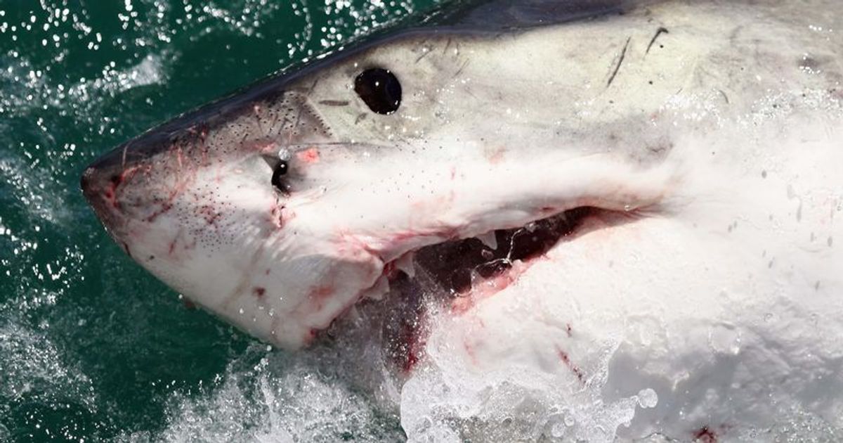 'Shark Week' 2022 full list of shows: From 'Camo Sharks' to 'Counting ...