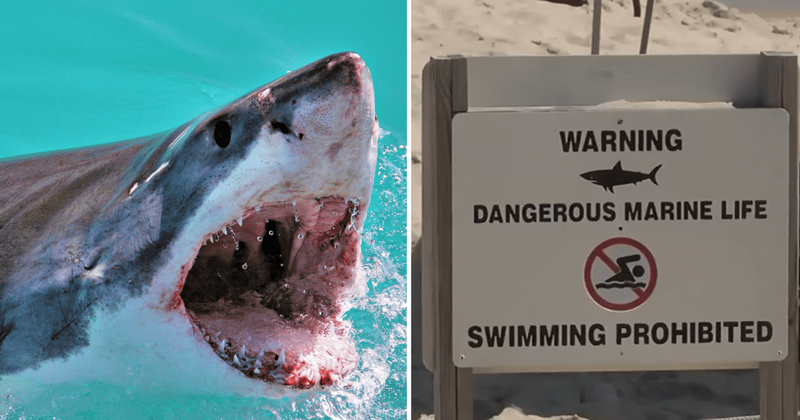 SHARK BUFFET: Increase in Long Island shark attacks may be blamed on ...