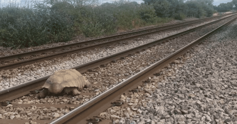 Tortoise beats the trains: Giant reptile's day out disrupts rail ...