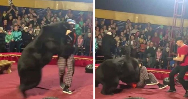 VIRAL video shows circus bear attacking trainer with children sitting ...