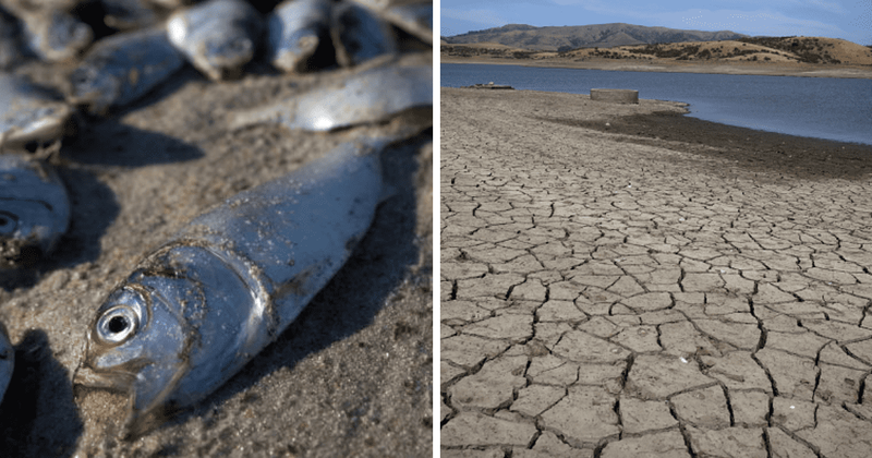 California megadrought leaves state wildlife to perish under the ...