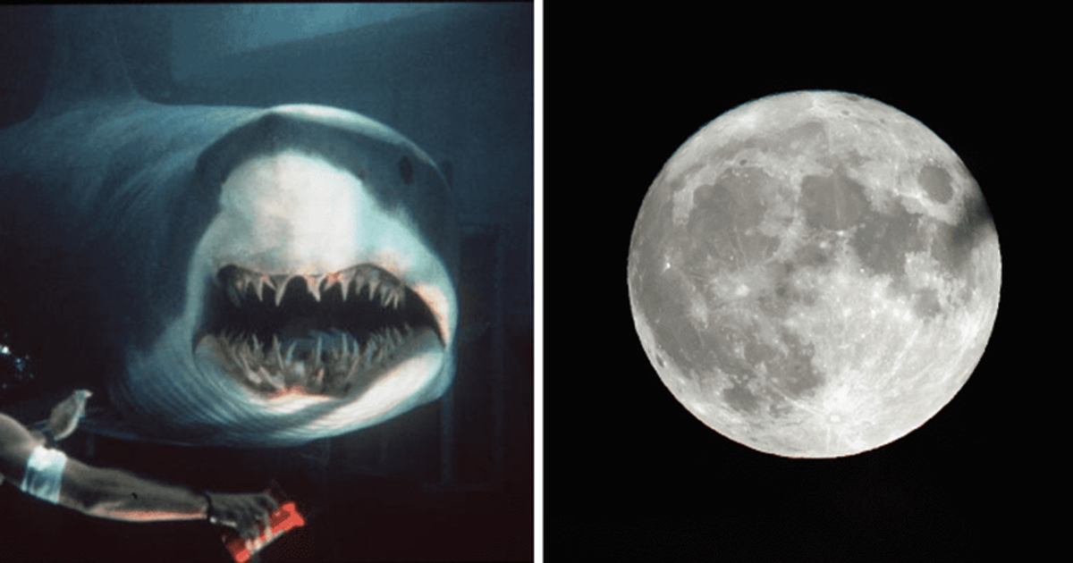 Lunar BITES: Shark attacks increase during fuller moon phase, study ...