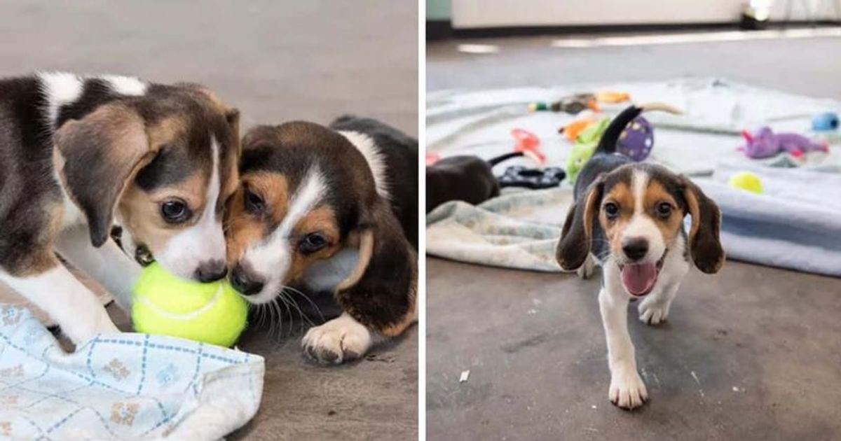 All 4,000 beagles bred for animal testing finally FREED from henious ...