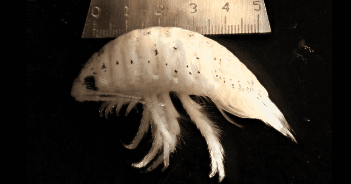 What is Excirolana chiltoni? Beachgoers plagued by 'mini shark' bugs ...