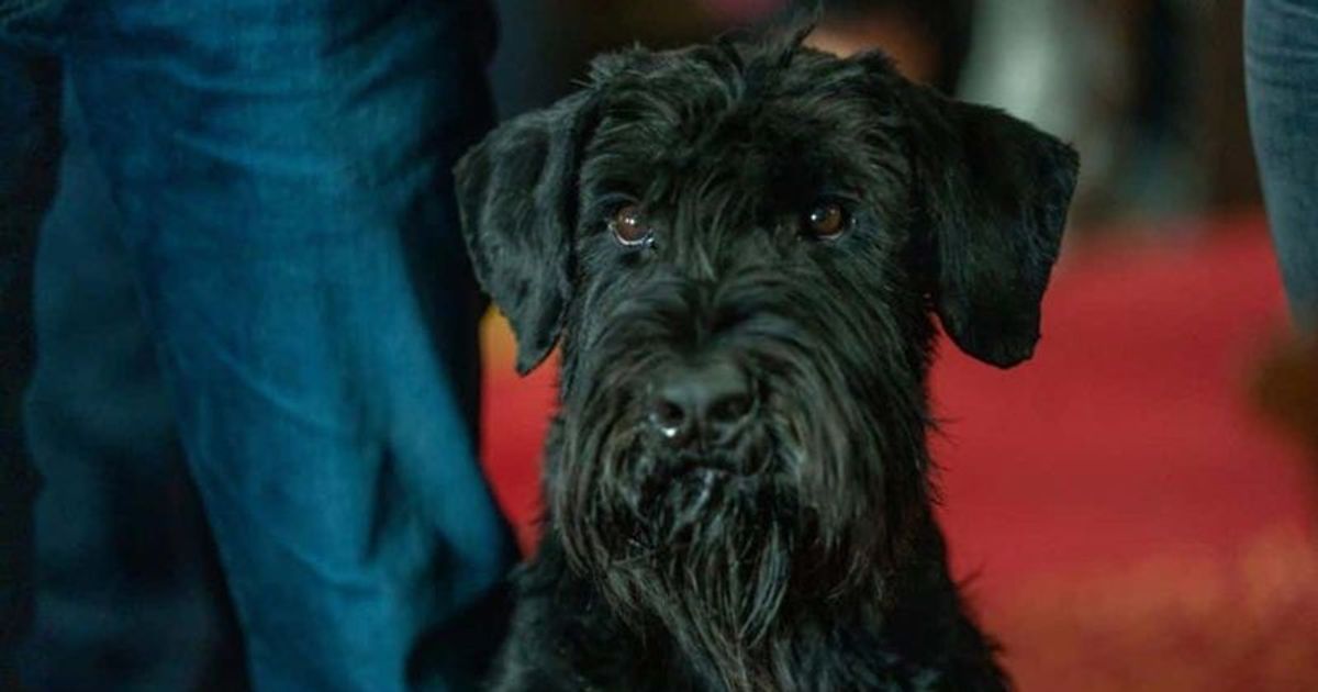 What breed of dog features in 'FBI: International'? | MEAWW