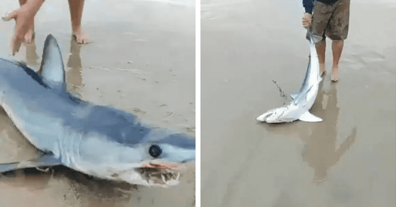 Wild video shows brave beachcombers rescuing 'world's fastest shark ...