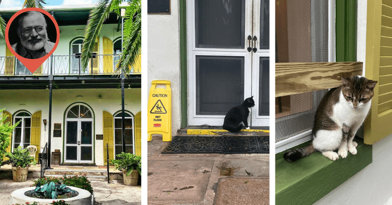 Ernest Hemingway's six-toed cats are safe after writer's Florida estate ...