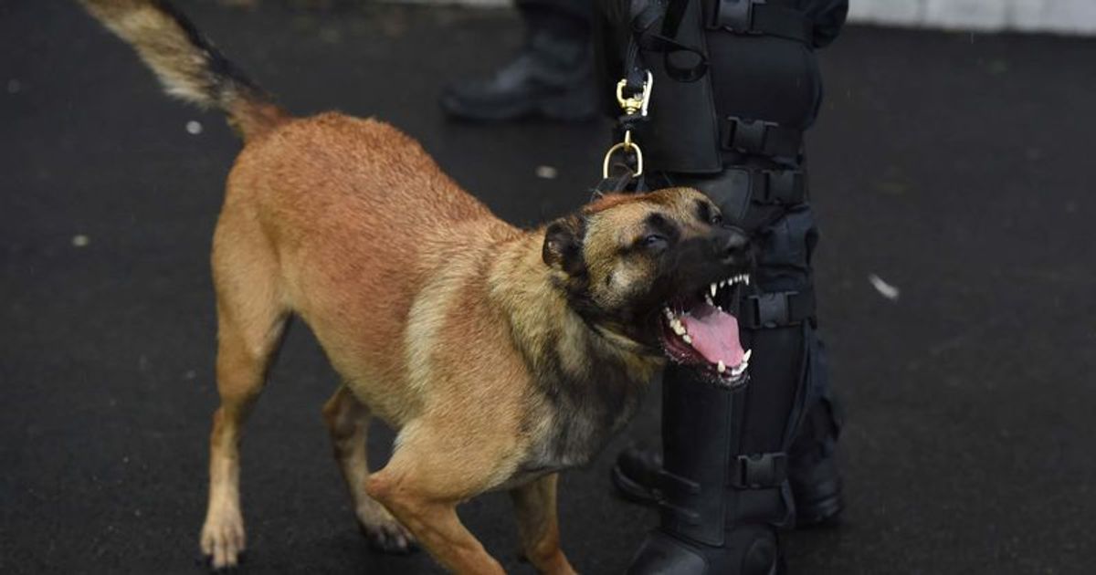 'Call the police': Pet owners face backlash as 'terrifying' video of ...