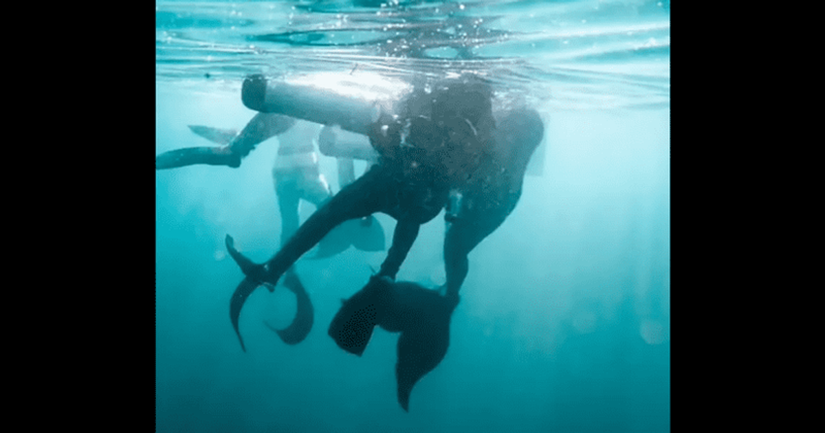 'It was something out of fairy tale': Scuba diver rescued by group of ...