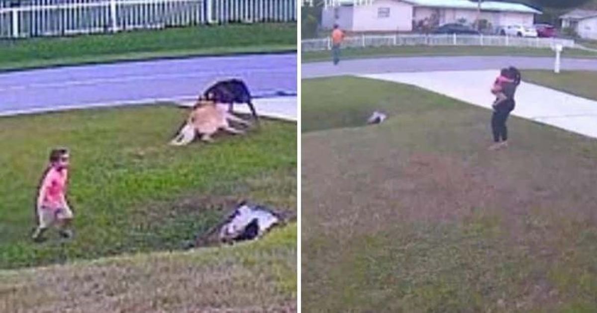 TANK THE HERO! German shepherd saves 6-year-old boy after he's attacked ...