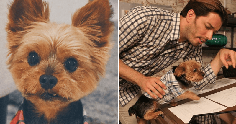 Jonathan Scott shares heart-melting goodbye to dog Stewie in wake of ...