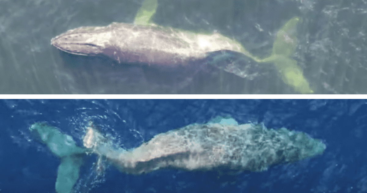 Heartbreaking video shows Humpback whale, Moon, making her final 3,000 ...