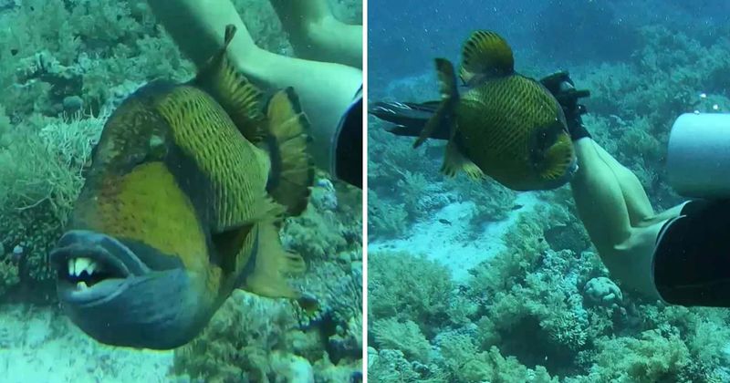 TERROR IN THE DEEP: Alabama diver left screaming in pain after bite from triggerfish with 'human ...