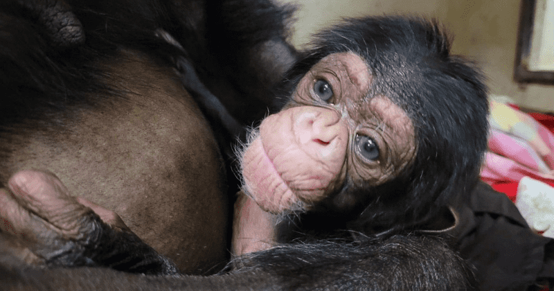 Baby chimp Kucheza who became an Internet sensation found dead in his ...