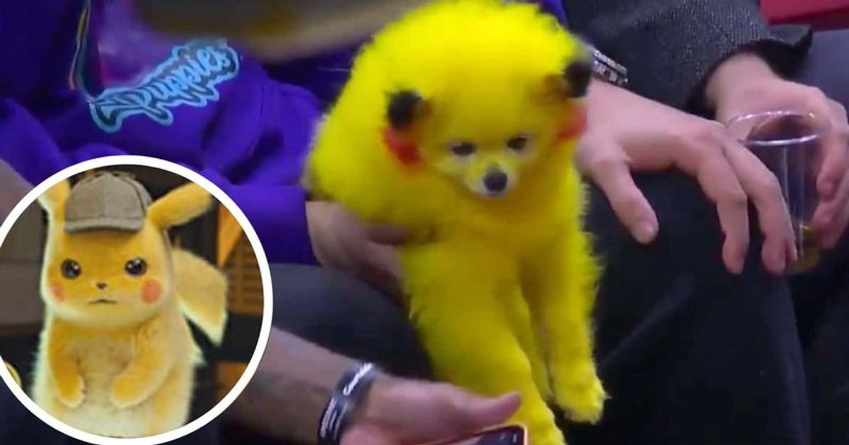‘Shame on you’: Pokemon-lover slammed after dog dyed yellow like ...