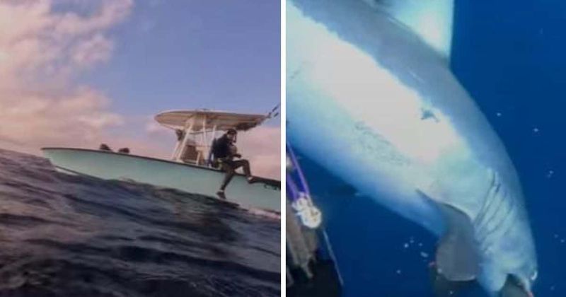 'I was his prey': Diver recalls chilling ordeal after being attacked by ...