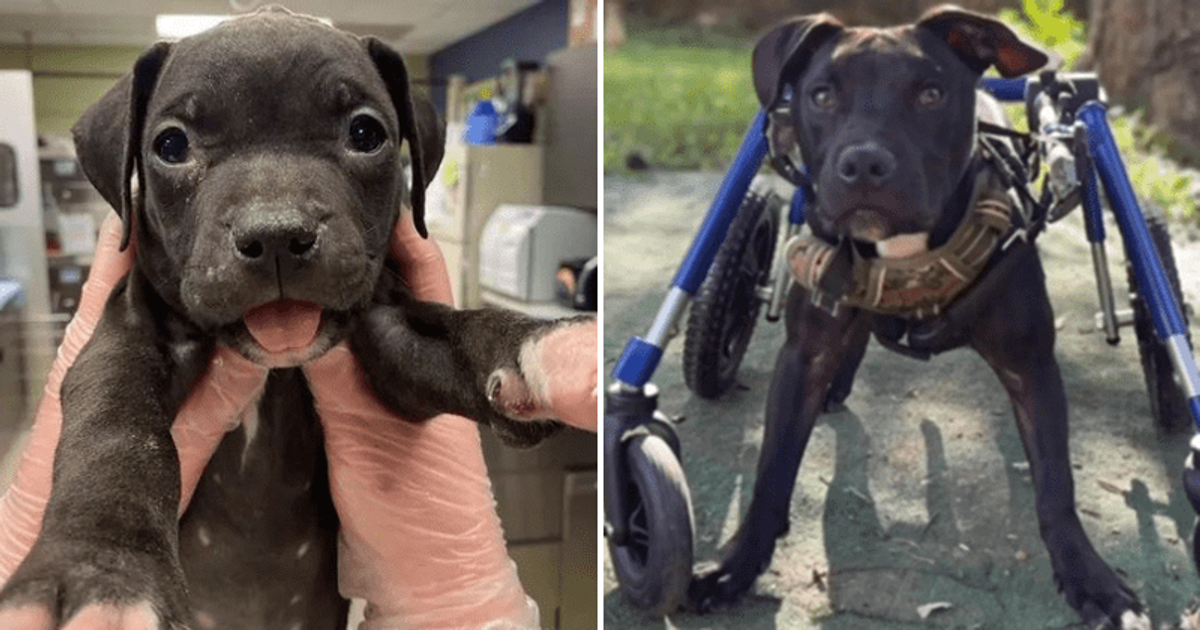 Sanctuary for Sanctuary: Pit bull with special needs still looking for forever home a year after ...