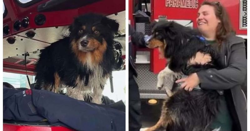 Emilie Brill: Apple AirTag helps woman reunite with pet dog swept away in California floods | MEAWW