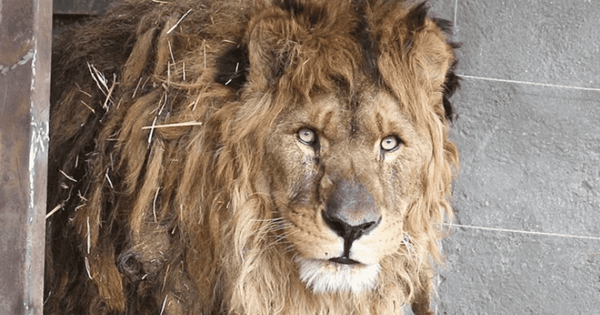 FREE RUBEN: 15-year old 'silent' lion who lived in isolation for 5 ...