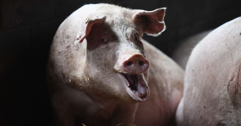Pig kills butcher, 61, after waking up and knocking him over in rage at ...