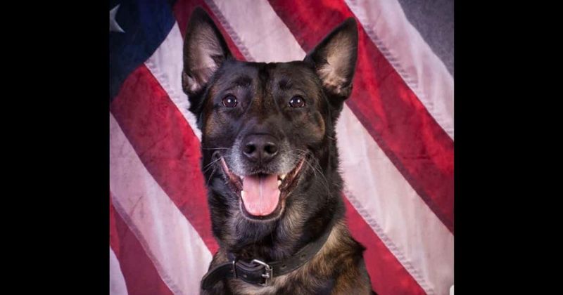 'Good dogs are not forgotten': Tributes pour in as Ohio's police dog ...