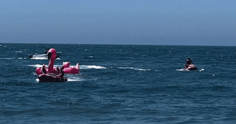 HUNT FOR THE PINK FLAMINGO: How the most bizarre rescue saga ever ...