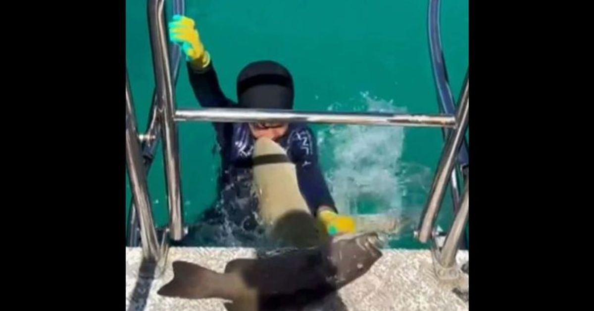 Terrifying moment shark 'lunges' at 8-yr-old boy and 'bites him on ...