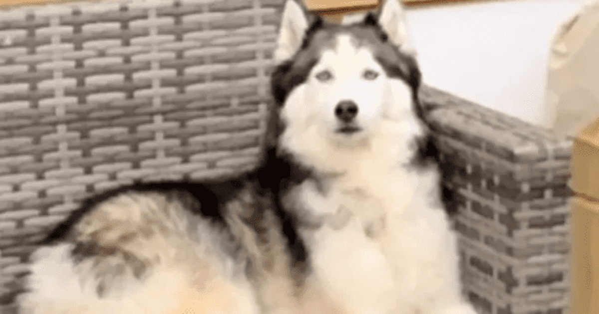 Four injured, husky left fighting for life after pair of bulldogs ...