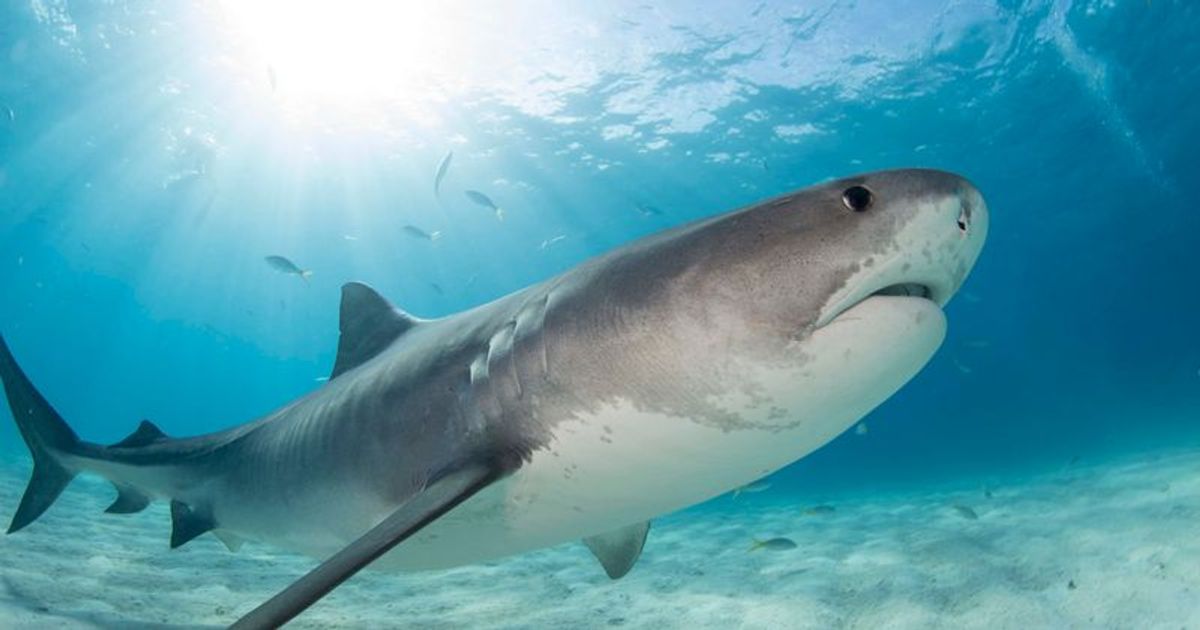 Tourist viciously attacked by 13 ft TIGER SHARK dies despite frantic ...