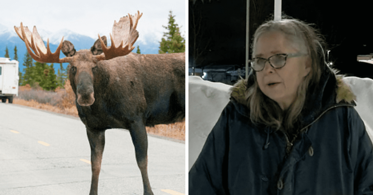 Shocking video shows Alaska woman being violently attacked by moose ...