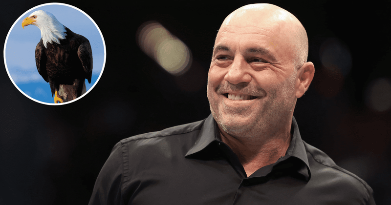 'What was his choice?' Joe Rogan slammed for calling the bald eagle a ...